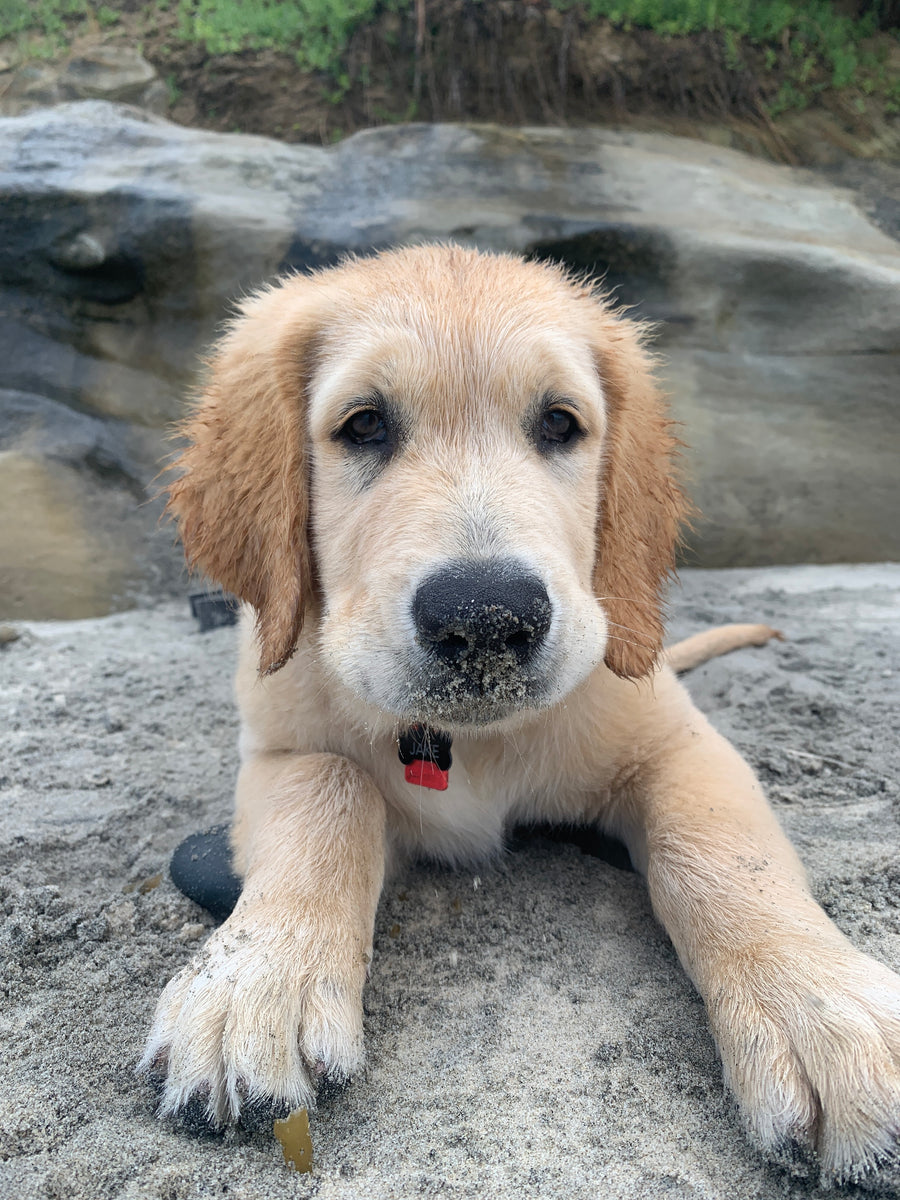 ProDog Training – lamarorganicwear.com